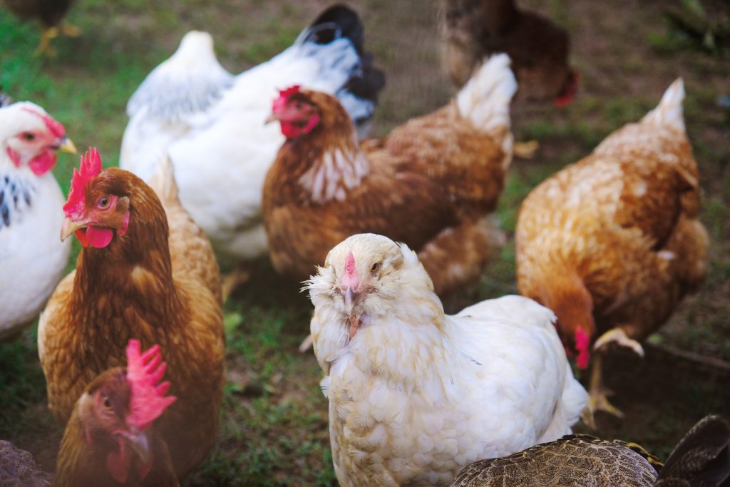 A Guide to Heat-Tolerant and Cold-Hardy Chicken Breeds - Backyard Poultry
